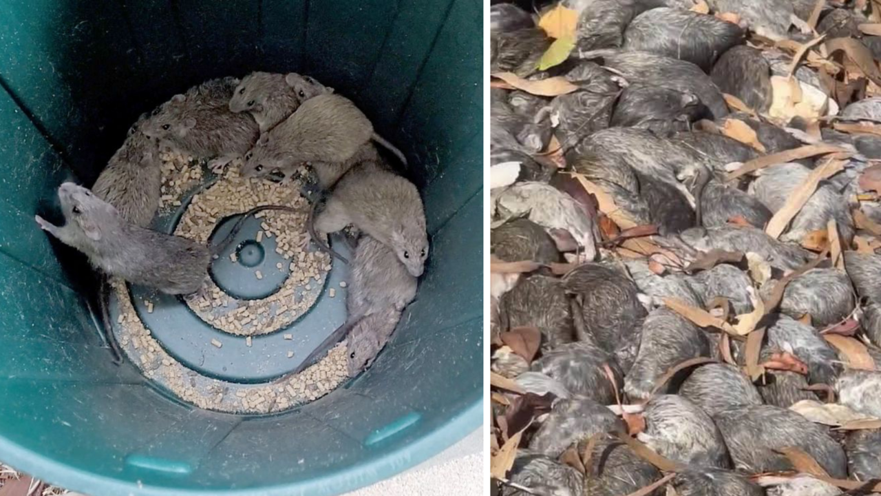 Potkaní mor: Tisíce potkanov sa vyplavili na pobrežie Austrálie. Sú ...