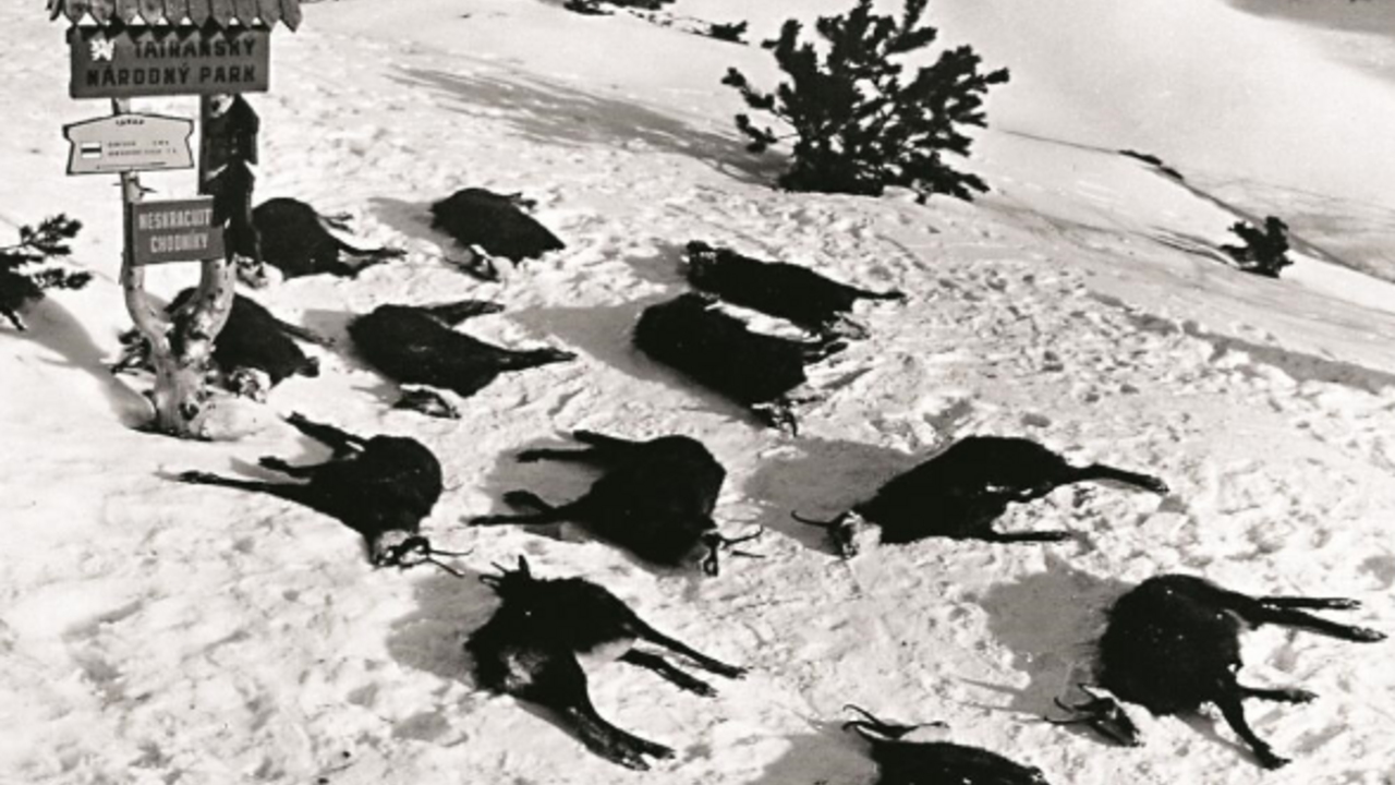 TANAP zažil jeden z najtragickejších Silvestrov. Do rokliny spadli kamzíky, zľakli sa ...