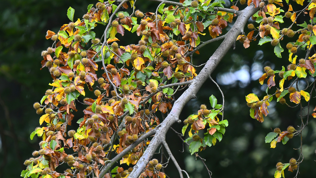 Európsky strom roka nájdete u našich susedov. Zasadený bol na prelome ...
