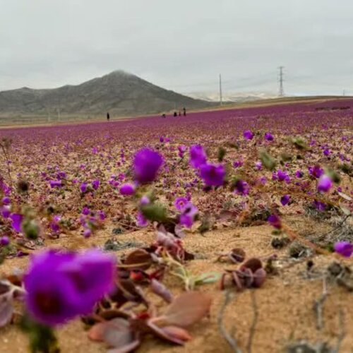 Púšť posiata kvetmi. Čilská Atacama rozkvitla, príčinou fenoménu sú ...