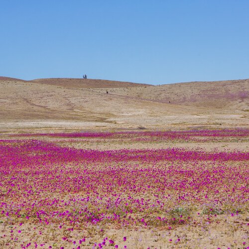 Púšť posiata kvetmi. Čilská Atacama rozkvitla, príčinou fenoménu sú ...