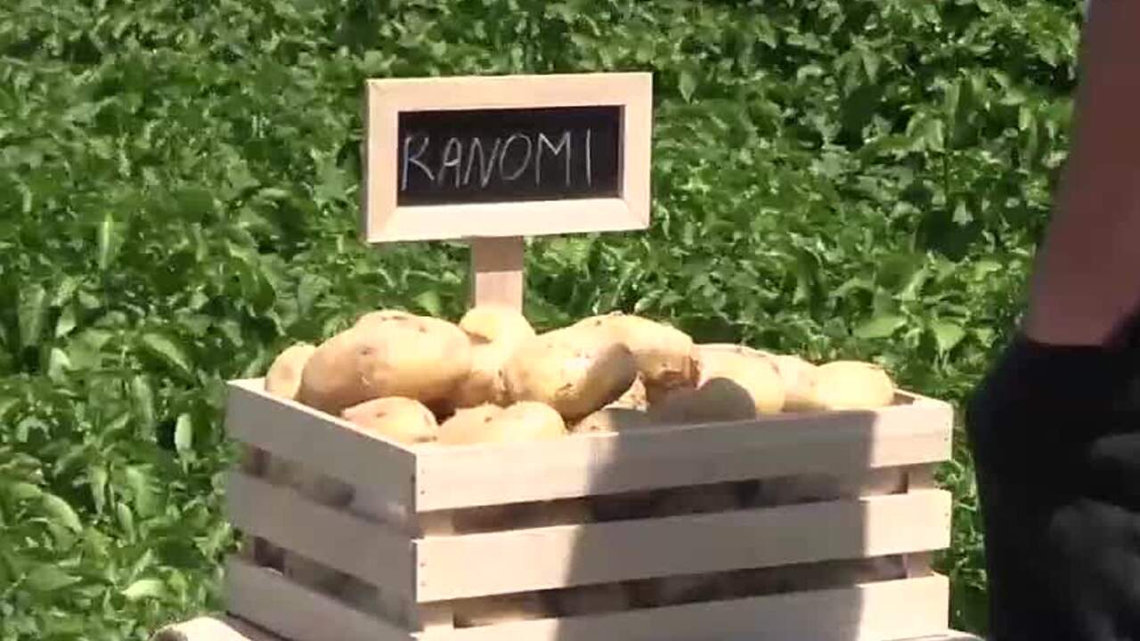 Extrémne horúčavy môžu zastaviť rast úrody. Zemiaky potrebujú dážď ...