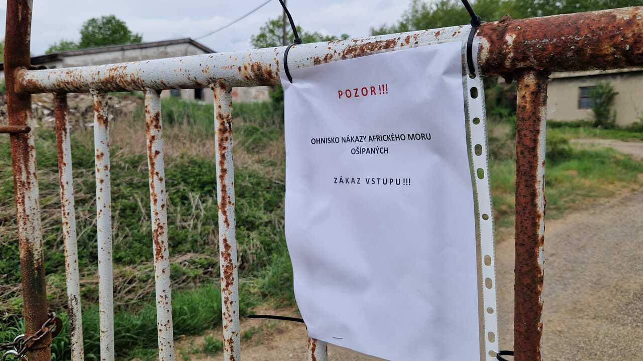 V obci Lovča potvrdili mor ošípaných. Komerčný chov čakajú po nákaze ...