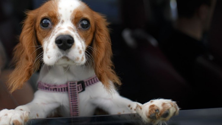 Po návrate z prechádzky je dôležité labky psov a mačiek poriadne ...