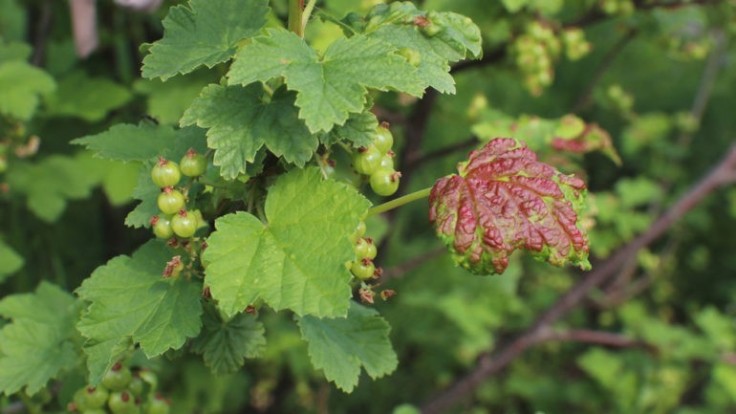 Komentáre - Najčastejšie choroby a škodce ríbezlí a egrešov | TA3