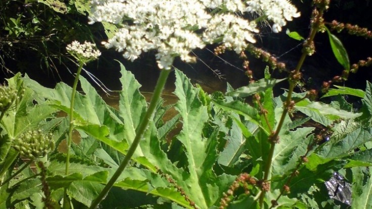 Tatry ohrozuje najnebezpečnejšia invázna rastlina na Slovensku | TA3